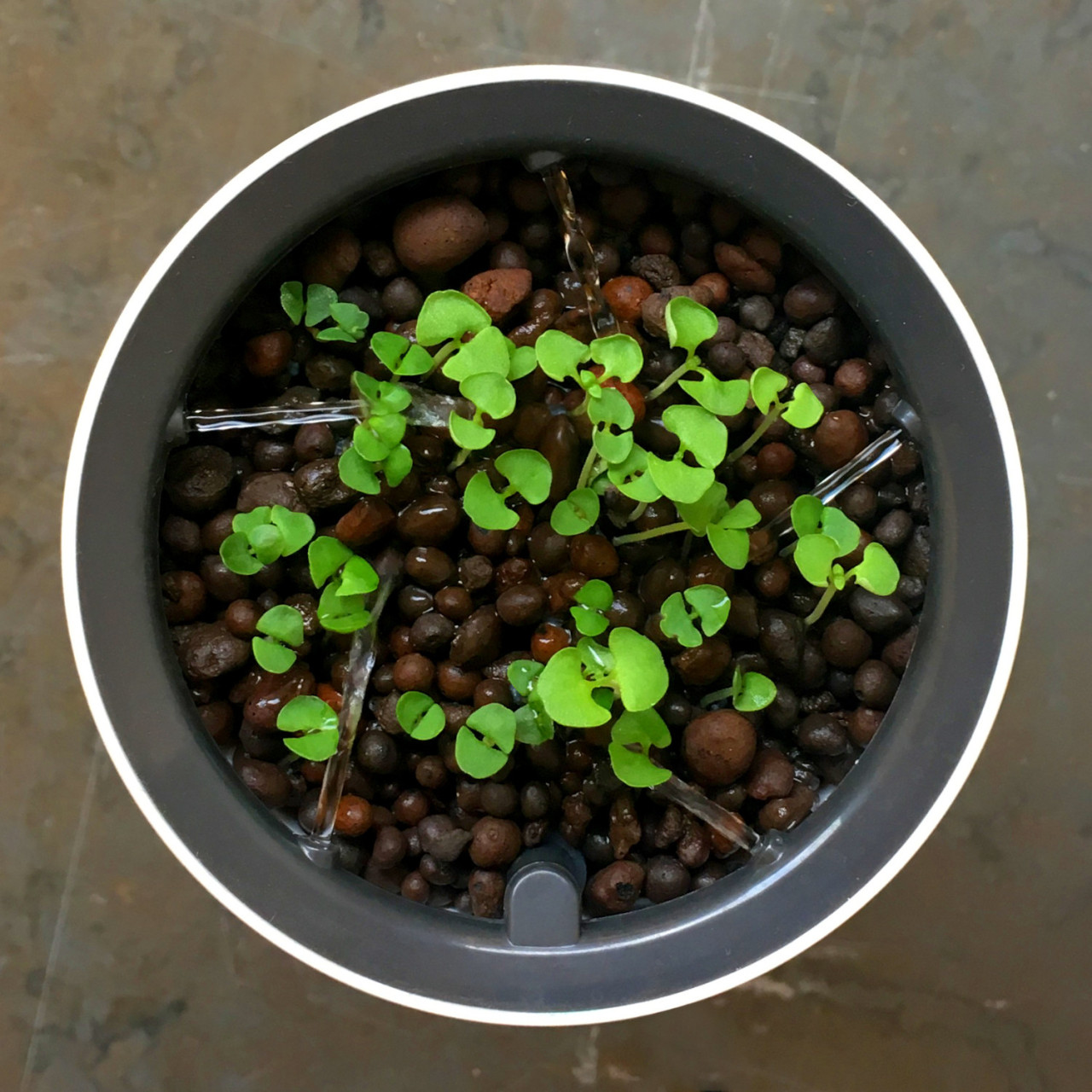 Botanium - Weiss | 7350096731115